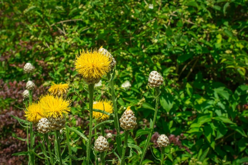 Weeds: Your Responsibilities as a Property Owner in Red Deer - Weed ...