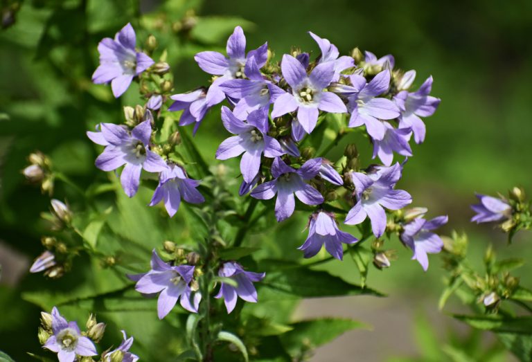 Common Weeds Found in Alberta Lawns & Tips to Manage Them - Weed ...
