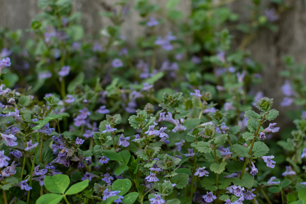 Common Weeds Found in Alberta Lawns & Tips to Manage Them - Weed ...