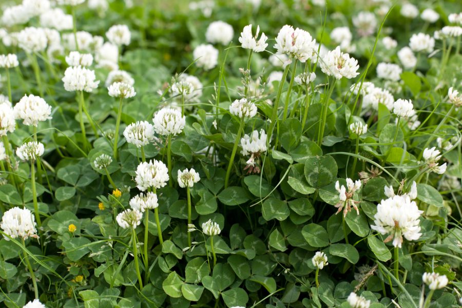 Common Weeds Found in Alberta Lawns & Tips to Manage Them - Weed ...