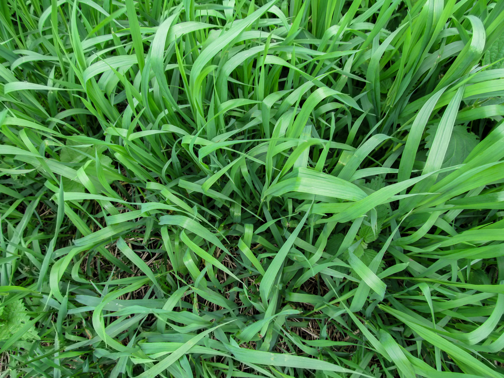 Common Weeds Found in Alberta Lawns & Tips to Manage Them - Weed ...