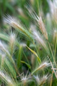Foxtail Weed: A Comprehensive Guide to Identification, Prevention ...