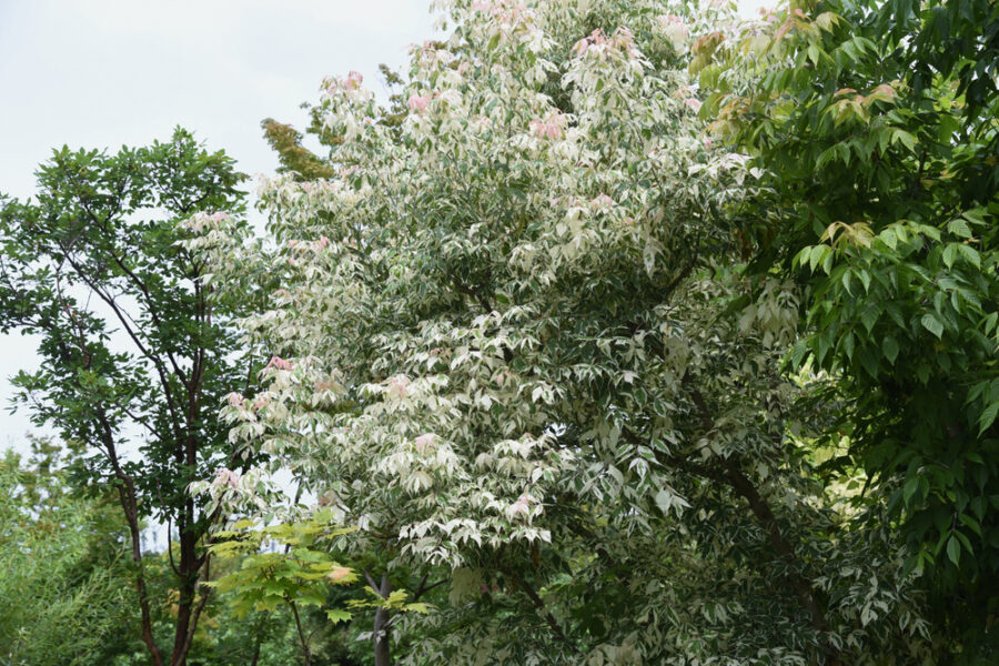 A Comprehensive Guide on Box Elder Bugs: Identification, Prevention and ...