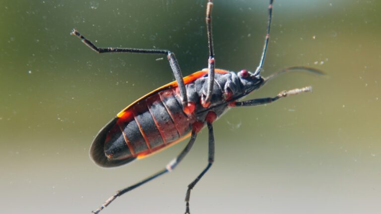 A Comprehensive Guide on Box Elder Bugs: Identification, Prevention and ...