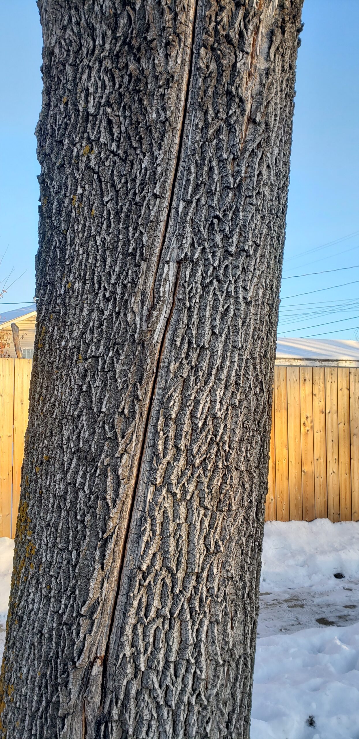 Winter Damage on Trees: Identifying Signs and Essential Recovery Steps ...