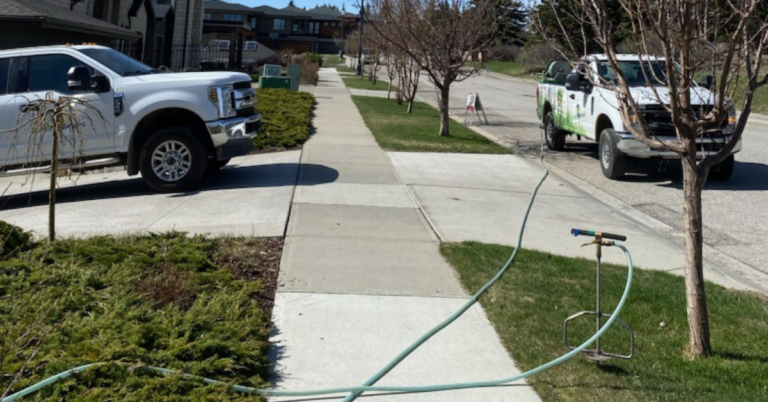 Feed the Roots: Why Spring Deep Root Fertilization Matters for Your ...