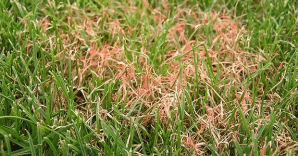 Red Thread Disease in Calgary & Red Deer Lawns - Weed Control, Lawn ...